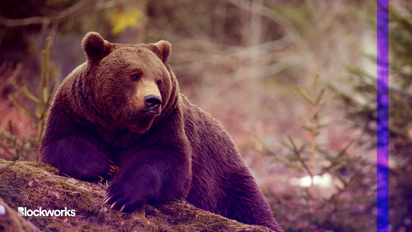 Bear Market Puts Coinbase CEO s 3 7B Compensation In Deep Hibernation Bear Market Puts Coinbase CEO s 3 7B Compensation In Deep Hibernation